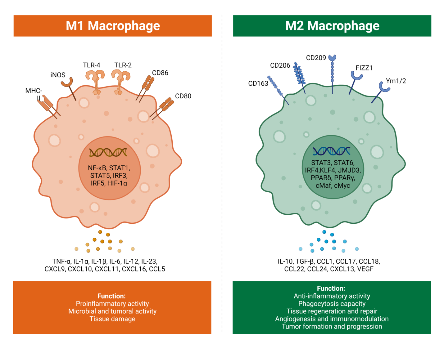 Macrophage