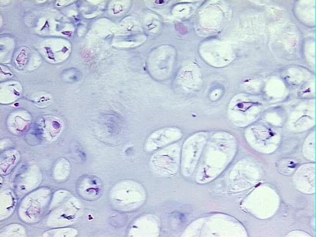 Cs602674 Frozen Tissue Sections Cartilage Origene