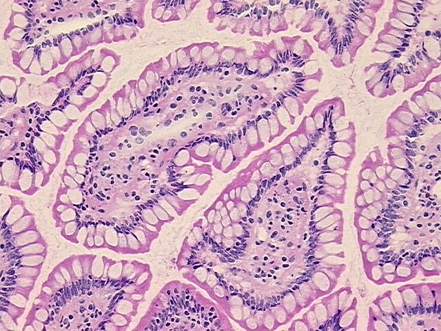 CS631472 | Frozen Tissue Sections, Small intestine Clinisciences