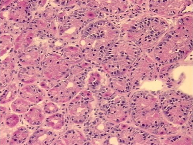 CS644334 | Frozen Tissue Sections, Stomach Clinisciences