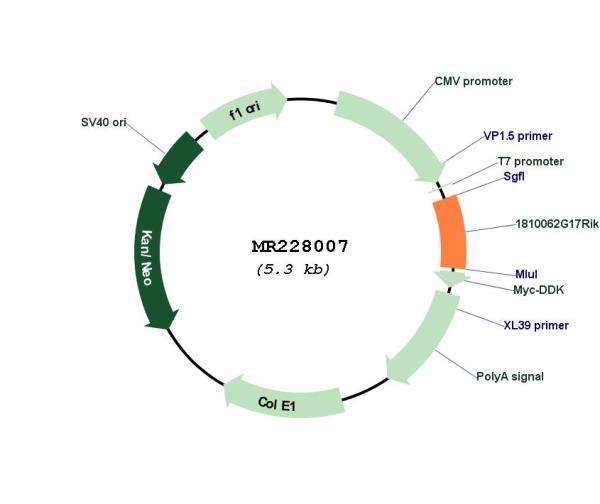 1810062G17Rik (NM_028183) Mouse Tagged ORF Clone | Scientist.com