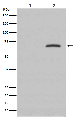 Phospho Paxillin (Tyr118) Rabbit Monoclonal Antibody [Clone ID ...