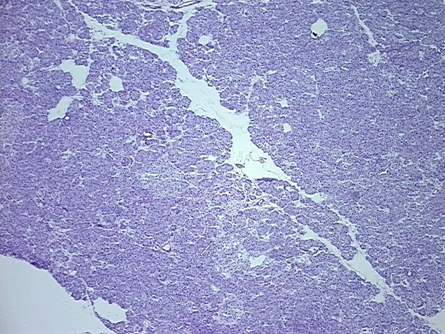 Frozen Tissue Sections, Pancreas | OriGene Technologies Inc.