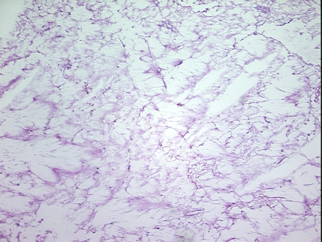 Frozen Tissue Sections, Heart | CS607793 | OriGene Technologies Inc.