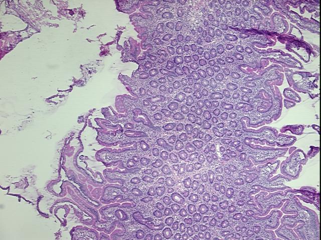 Frozen Tissue Sections, Small intestine | OriGene Technologies Inc.