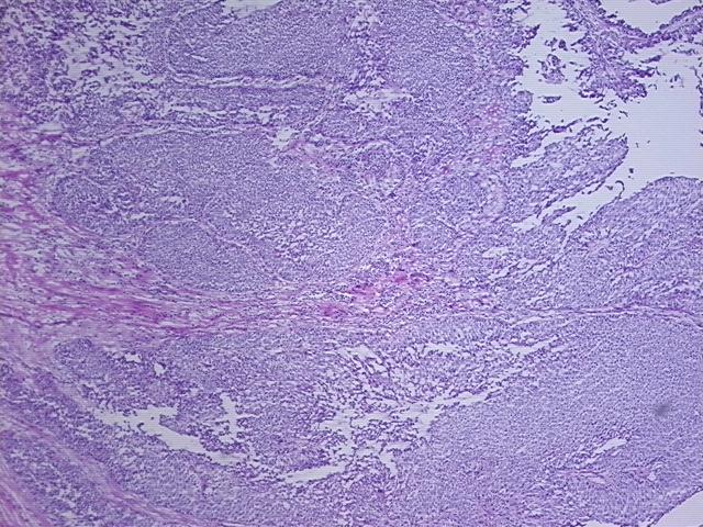 Frozen Tissue Sections, Multiple urinary system sites | OriGene ...