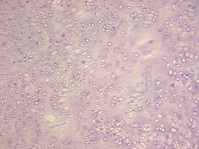 Frozen Tissue Sections, Lung | CS643563 | OriGene Technologies Inc.