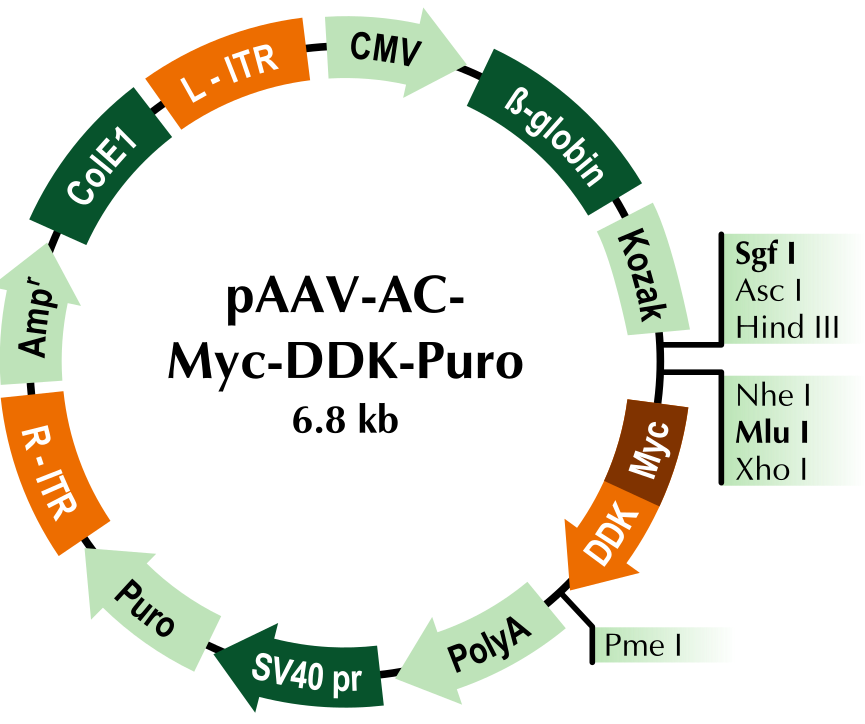 AAV Expression Vectors | OriGene Technologies Inc.