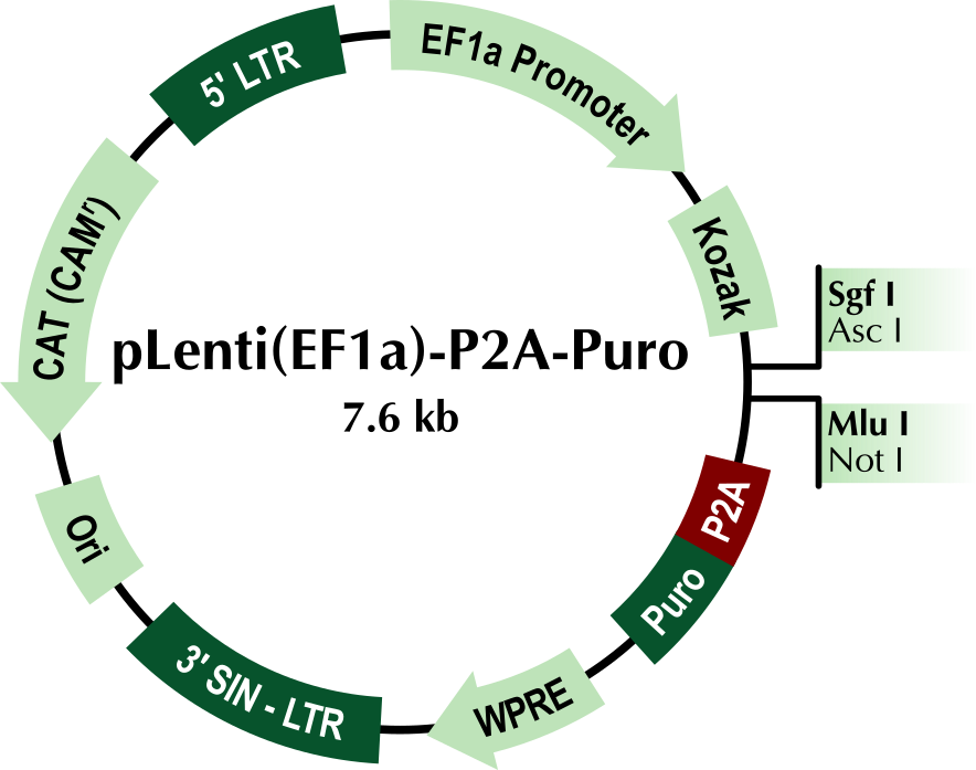 pLenti-P2A-Puro Lentiviral Gene Expression Vector with EF1a promoter ...