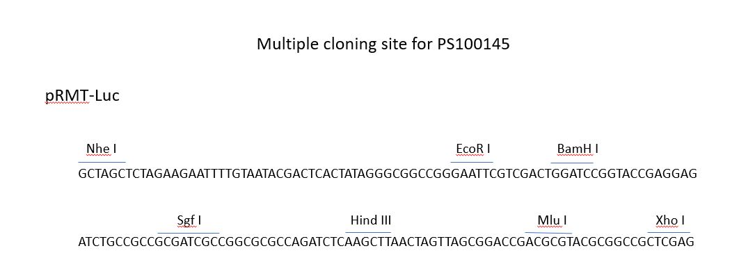 PS100145 – pRMT-Luc, Promoter-less Renilla Luciferase Reporter Vector ...