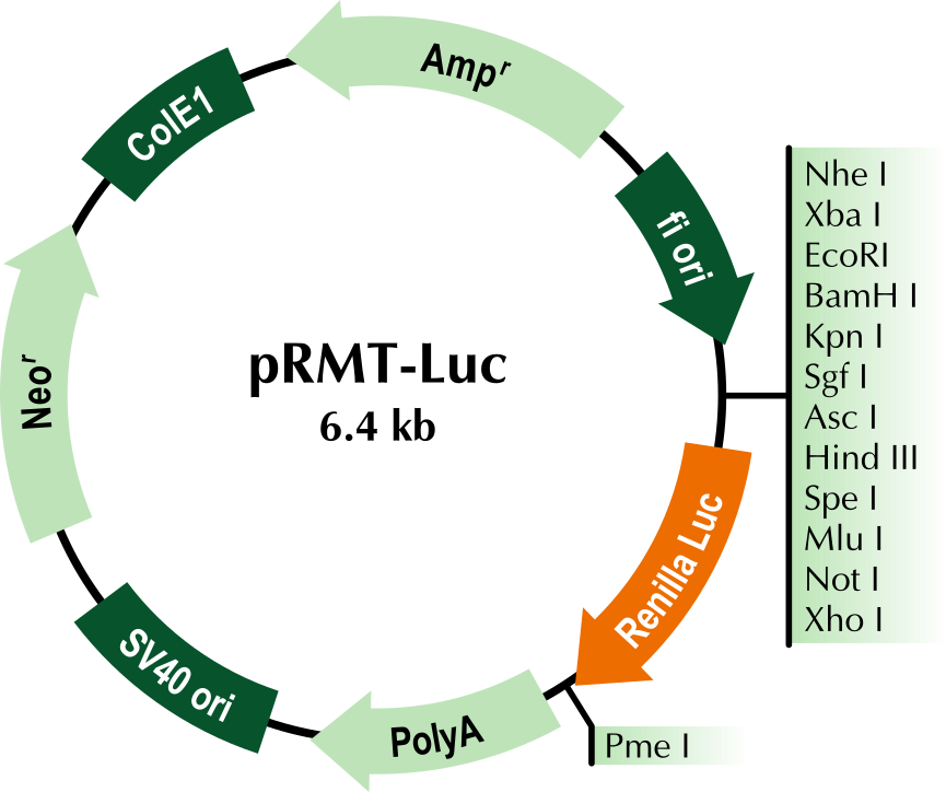 PS100145 – pRMT-Luc, Promoter-less Renilla Luciferase Reporter Vector ...