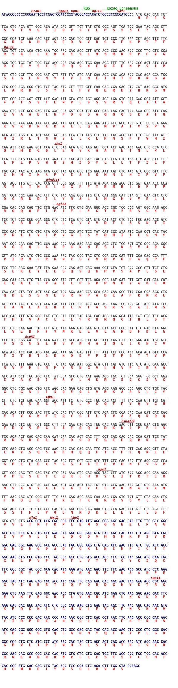Gpam (NM_008149) Mouse Tagged Lenti ORF Clone | OriGene Technologies Inc.