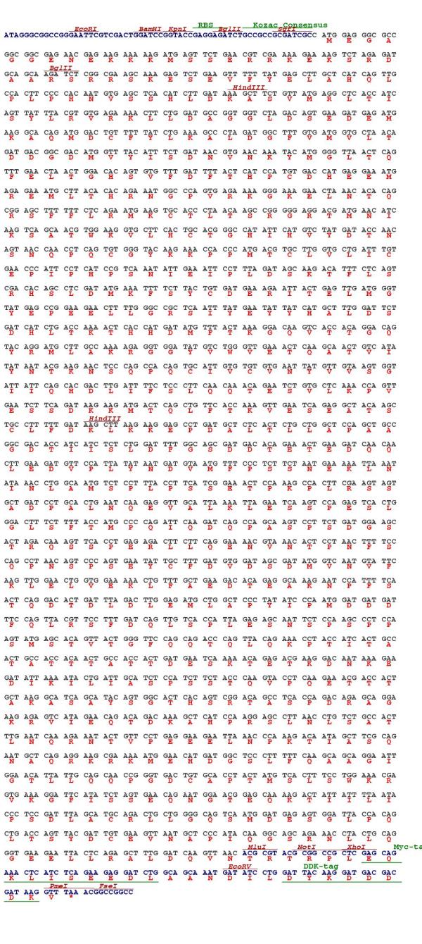 Hif1a (NM_010431) Mouse Tagged ORF Clone | MR210895 | OriGene Technologies Inc.