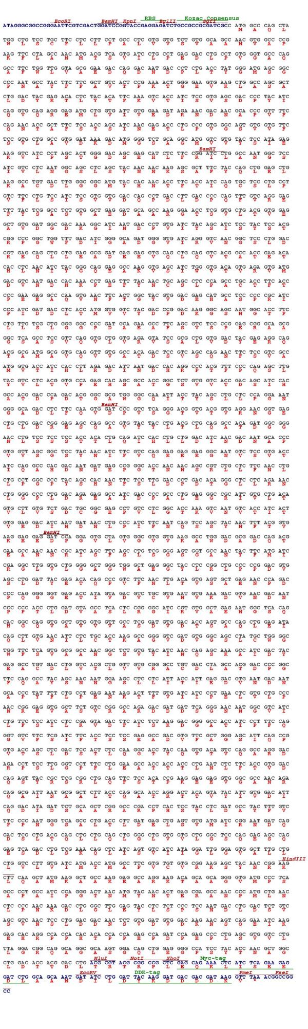 PCLKC (CDHR2) (NM_017675) Human Tagged ORF Clone | RC212526 | OriGene Technologies Inc.