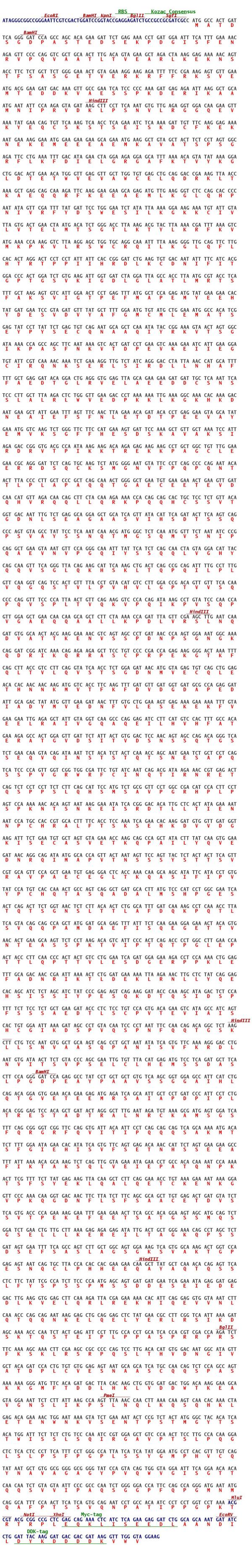 WNK3 (NM_001002838) Human Tagged Lenti ORF Clone | OriGene Technologies Inc.