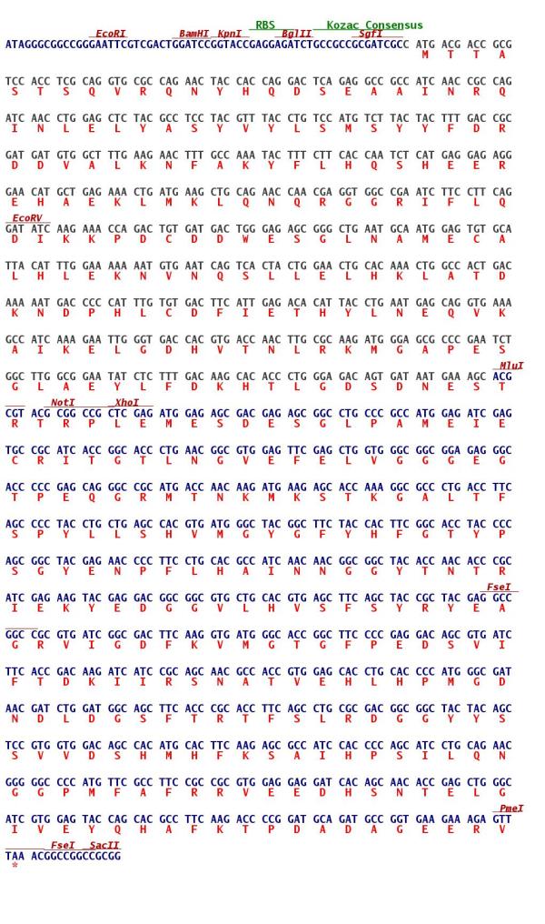 Ferritin Heavy Chain (FTH1) (NM_002032) Human Tagged ORF Clone ...