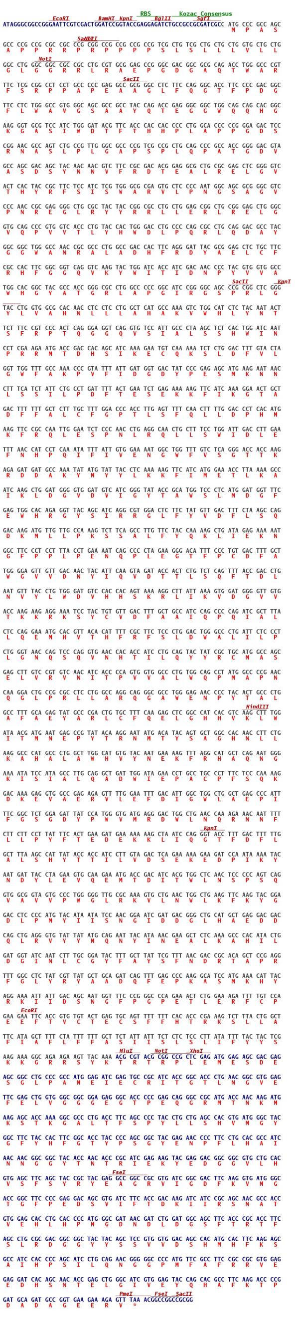 Klotho (KL) (NM_004795) Human Tagged ORF Clone | RG224132 | OriGene Technologies Inc.