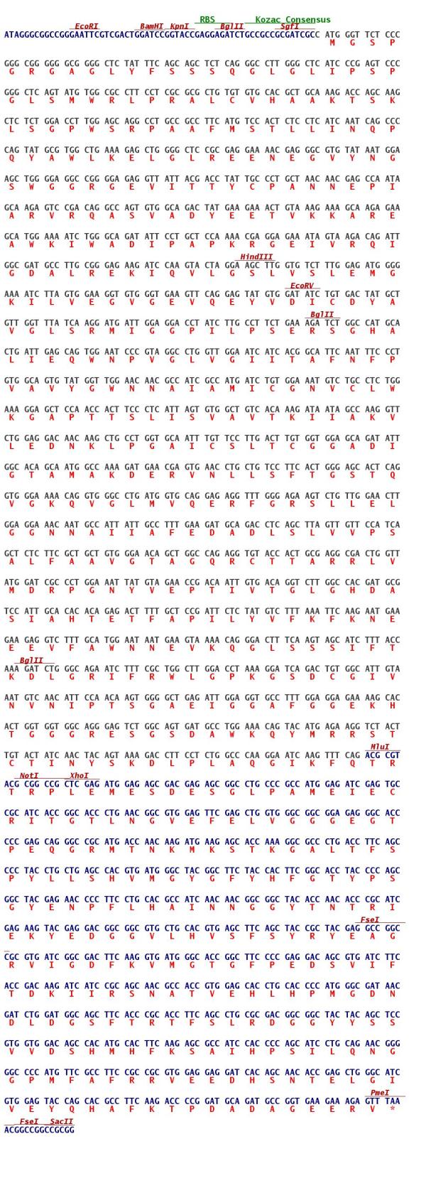 ALDH7A1 (NM_001202404) Human Tagged ORF Clone | OriGene Technologies Inc.