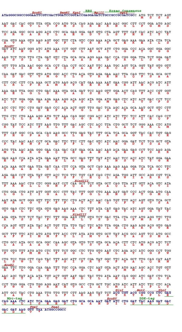 Abcg2 (NM_181381) Rat Tagged ORF Clone | OriGene Technologies Inc.